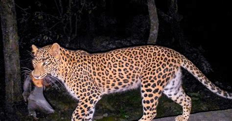 Bats The Latest Addition To Leopards Big Menu