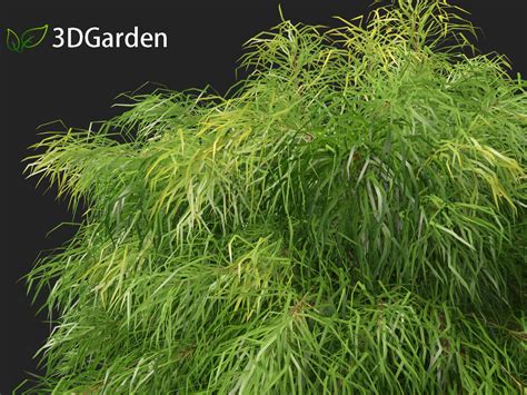 Acacia Cognata Limelight River Wattle 3D Model By 3dgardenplants