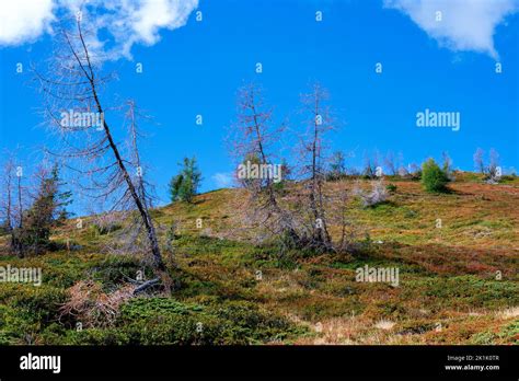 Hillside With Dwarf Shrubs And Dry Trees On An Alp At Late Summer On