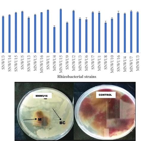 Antifungal Activity Of The Rhizobacterial Isolates Against Fusarium