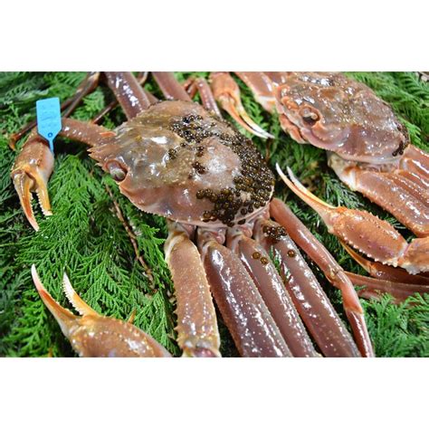 【送料無料】金沢より活発送！最高級！ブランドタグ付き本ズワイガニ 大中 2杯セット かないわ水産 通販 Yahooショッピング
