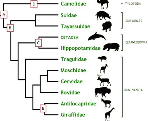 Biology 171 Exam 1 Homework Problem Cards Flashcards Quizlet