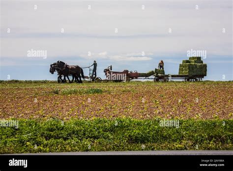 Amish Farmers Baling Hay In A Farm Field Lancaster County