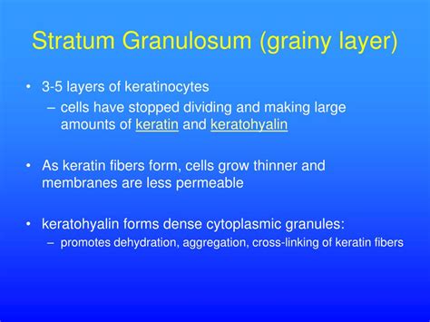 Ppt The Integumentary System Powerpoint Presentation Free Download