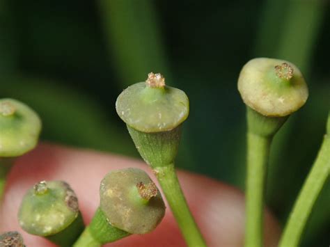Arthrophyllum Araliaceae