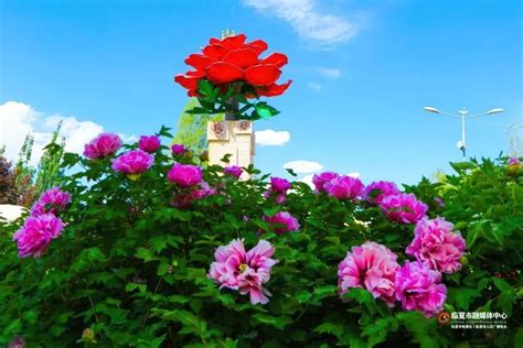4月30日开幕！“五一”假期在甘肃临夏共赴一场“牡丹之约”澎湃号·政务澎湃新闻 The Paper