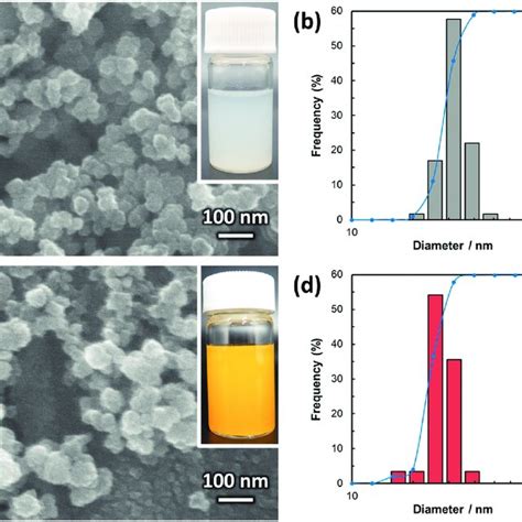 SEM Images Of A BC HAp And C BC HAp Insets Are Photographs Of Download Scientific