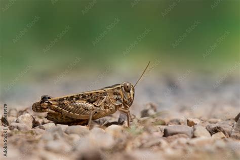Short Horned Grasshopper Called Italian Locust Calliptamus Italicus