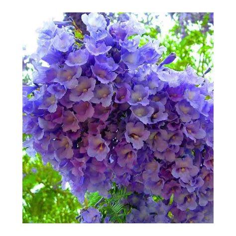 Jacaranda Mimosifolia Pot De Litres Cm Couleur Floraison