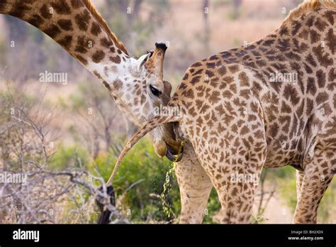 Male Giraffe Testing Female Reproductive Receptiveness By Tasting Urine