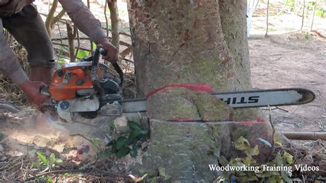 Big Tree Removal With Stihl Chainsaw Ms720 Chainsaw Vs Big Oak Tree