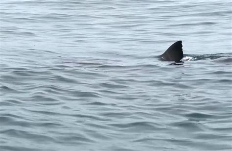 Huge Great White Shark Follows Half Moon Bay Kayakers Wgn Tv