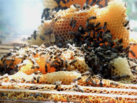 თაფლი მარგებელი წარმოებულია ახალგაზრდა მეფუტკრეთა ჯგუფის მიერ Added A თაფლი მარგებელი