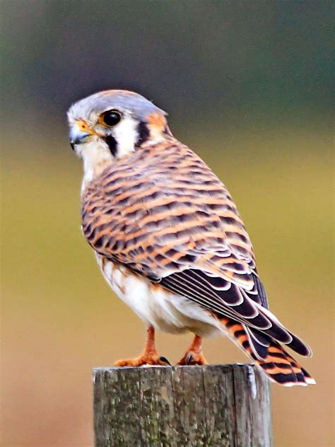 American Kestrel Photograph By Ira Runyan Fine Art America