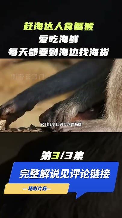 加了特效的国字脸猴，猴中贵族金丝猴，能赶海的食蟹猴，盘点有趣猴科动物 （pt33）shorts Monkey 科普 Youtube
