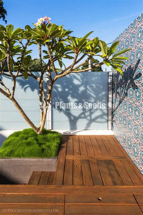 Araliya Trees Delivery And Planting Service Plants And Seeds