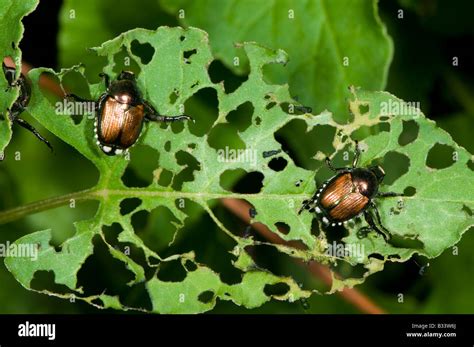 Japanese Beetle Damage