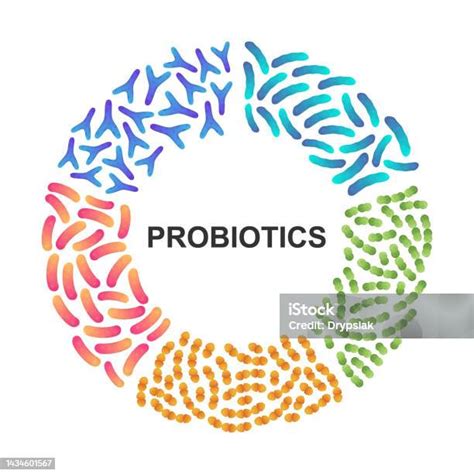 프로바이오틱스 좋은 미생물 Bifidobacterium Lactobacillus Lactococcus Streptococcus