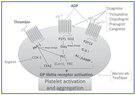 Platelet Activation Pathways And Antiplatelet Drugs Targeting [4] Download Scientific Diagram