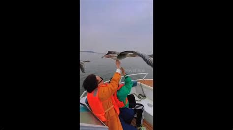 Chinese Tourists Thrilled By Graceful Geese Flying Alongside During