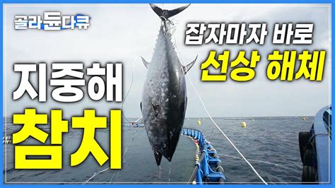 한 마리당 무려 1000만원 2m 거대 참다랑어를 선상에서 해체하여 맛보는 유럽 몰타의 양식장│지중해 모든 해산물이 모이는 몰타의 가장 큰 어시장│세계테마기행
