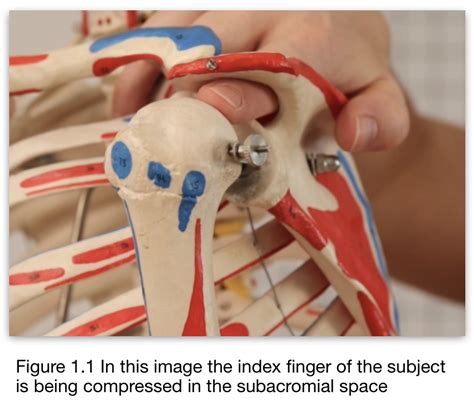 Subacromial Space