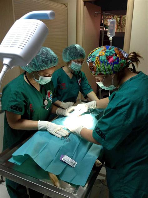 Η στείρωση και τα οφέλη της στο σκύλο βίντεο Εθελοντική Δράση Κτηνιάτρων Ελλάδος