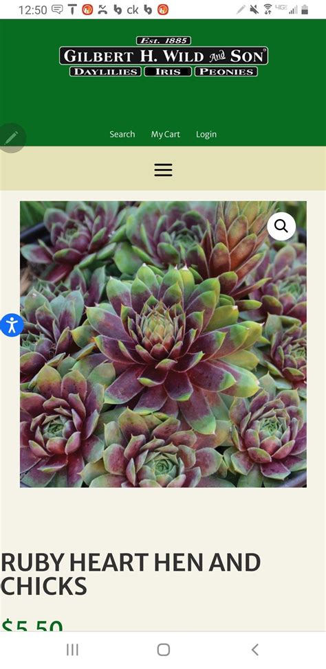 Sempervivum Ruby Heart Aka Henry And Chicks Sun And Water Daylilies