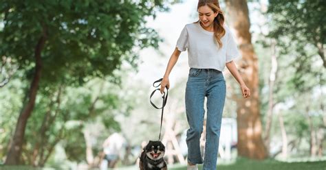 Las 9 Claves Para Pasear A Un Perro Correctamente Cómo Conseguir Que