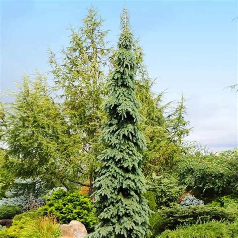 14 Beautiful Weeping Tree Types To Use In Landscaping