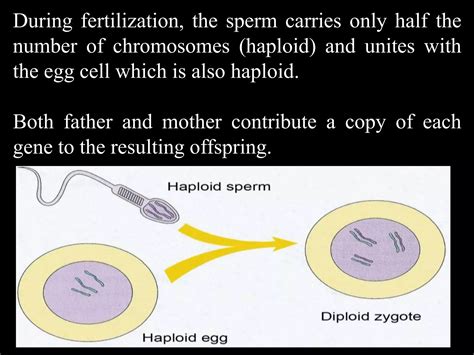 Heredity Inheritance And Variation Pptx Biological Sciences Science