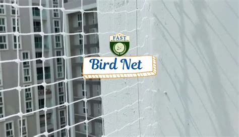 Diy Bird Prevention Netting Tips And Techniques For Installation