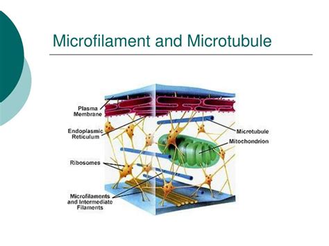 Ppt Cells Powerpoint Presentation Free Download Id3290240