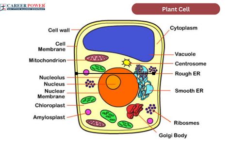 Plant Cell Diagram