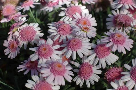 Argyrantemum - снимка и описание, засаждане и грижи, сортове