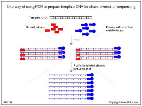 Pcr Template Amount One Way Of Using Pcr To Prepare Template Dna For