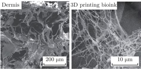 戴尅戎院士研究团队最近开发了新型生物3d打印墨水，并在体外成功构建了软骨组织 科技前沿 颗粒在线