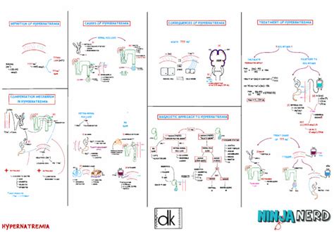 Renal Pathology 010 Hypernatremia Illustrations Key Pdf