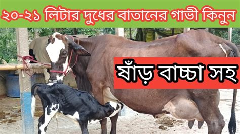 ১৩০নং ইন্ডিয়ান জার্সি জাতের বাতানের গাভী কিনুন ষাঁড় বাচ্চা সহ