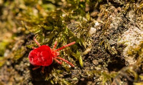 Chigger Control In Spring Hill Chigger Exterminator