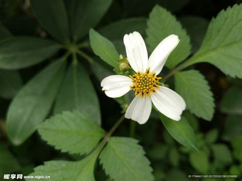 白花鬼针草摄影图花草生物世界摄影图库昵图网