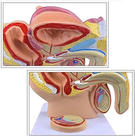 Male Pelvis With Prostate Model12 Male Barbados Ubuy