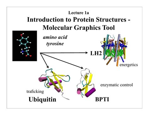 Introduction To Protein Structures Molecular Graphics Tool Amino Acid
