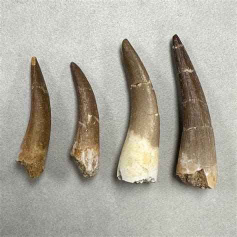 Spinosaurus Tooth Fossil The Crystal People