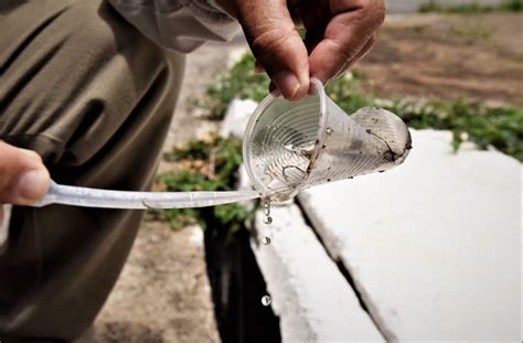 Goiás Tem Redução De 65 Nos Casos De Dengue Em 2023 Dia Online