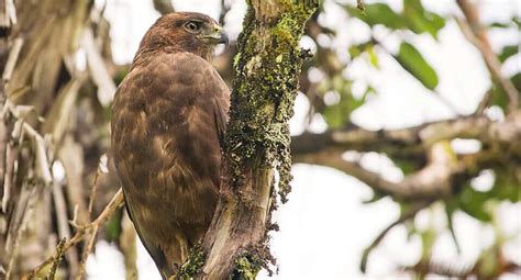 The Largest Land Predator In Hawaii Hawaii Star