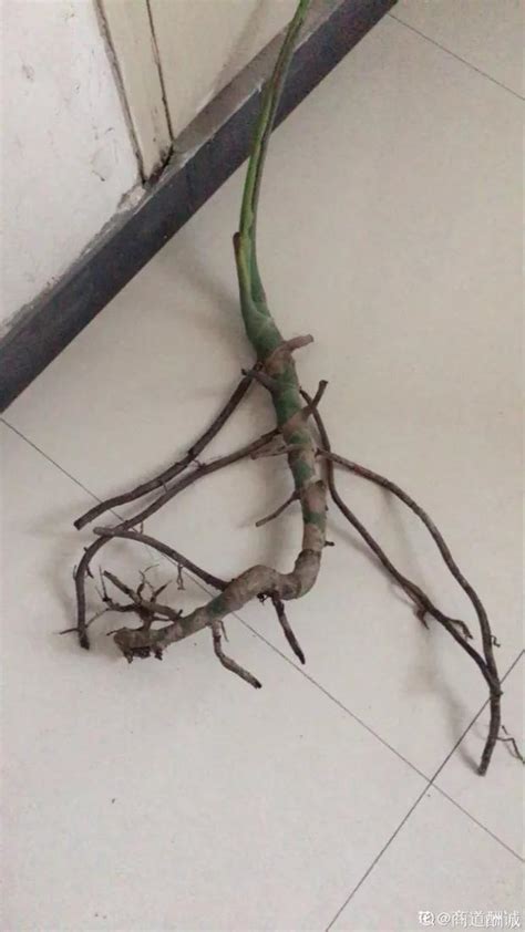 這3種愛長氣根的植物，有好有壞，有的得留，有的得剪 每日頭條
