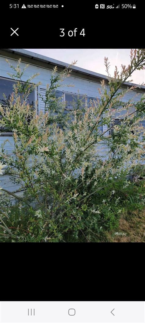 Tricolored Dappled Willow Salix Integra Hakuro Nishiki Unrooted