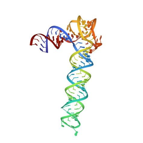 Rcsb Pdb 6ol3 Crystal Structure Of An Adenovirus Virus Associated Rna