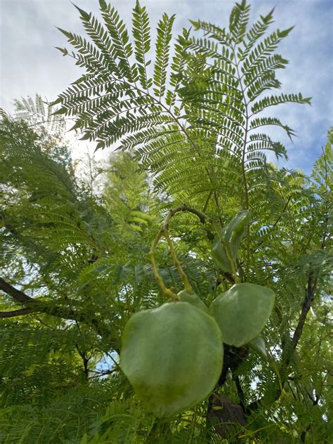 Palissanderboom Jacaranda Mimosifolia
